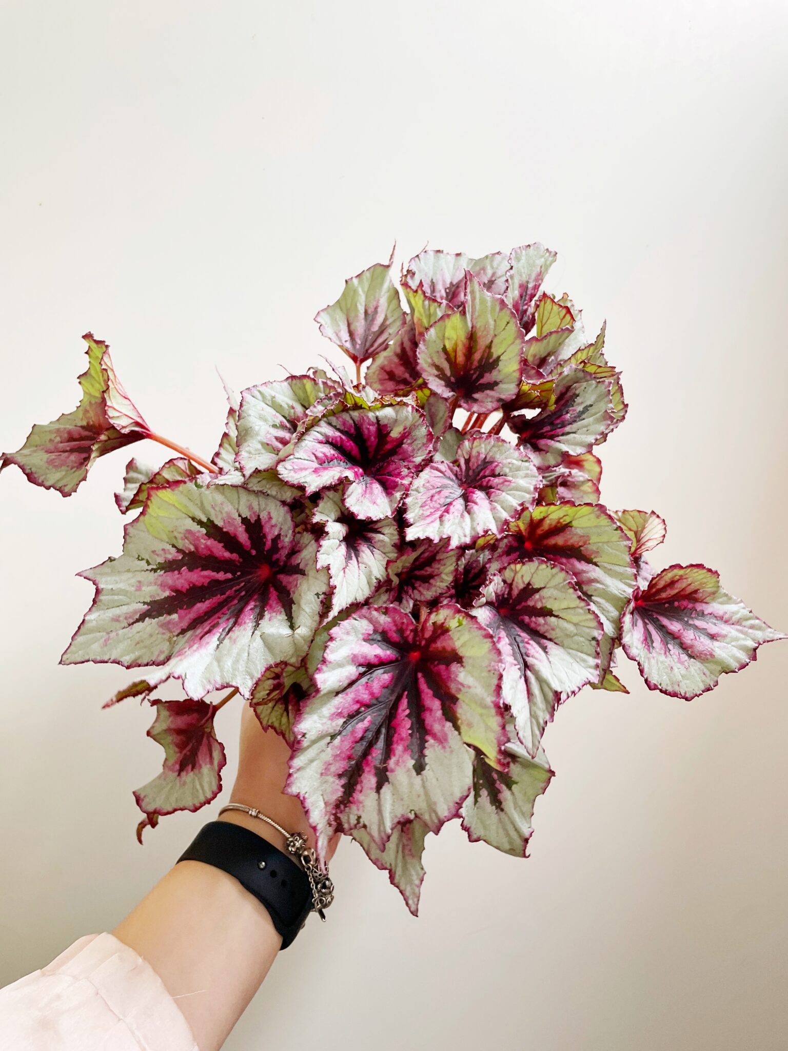 Begonia Rex 'Salsa' - Kekke Stekkies