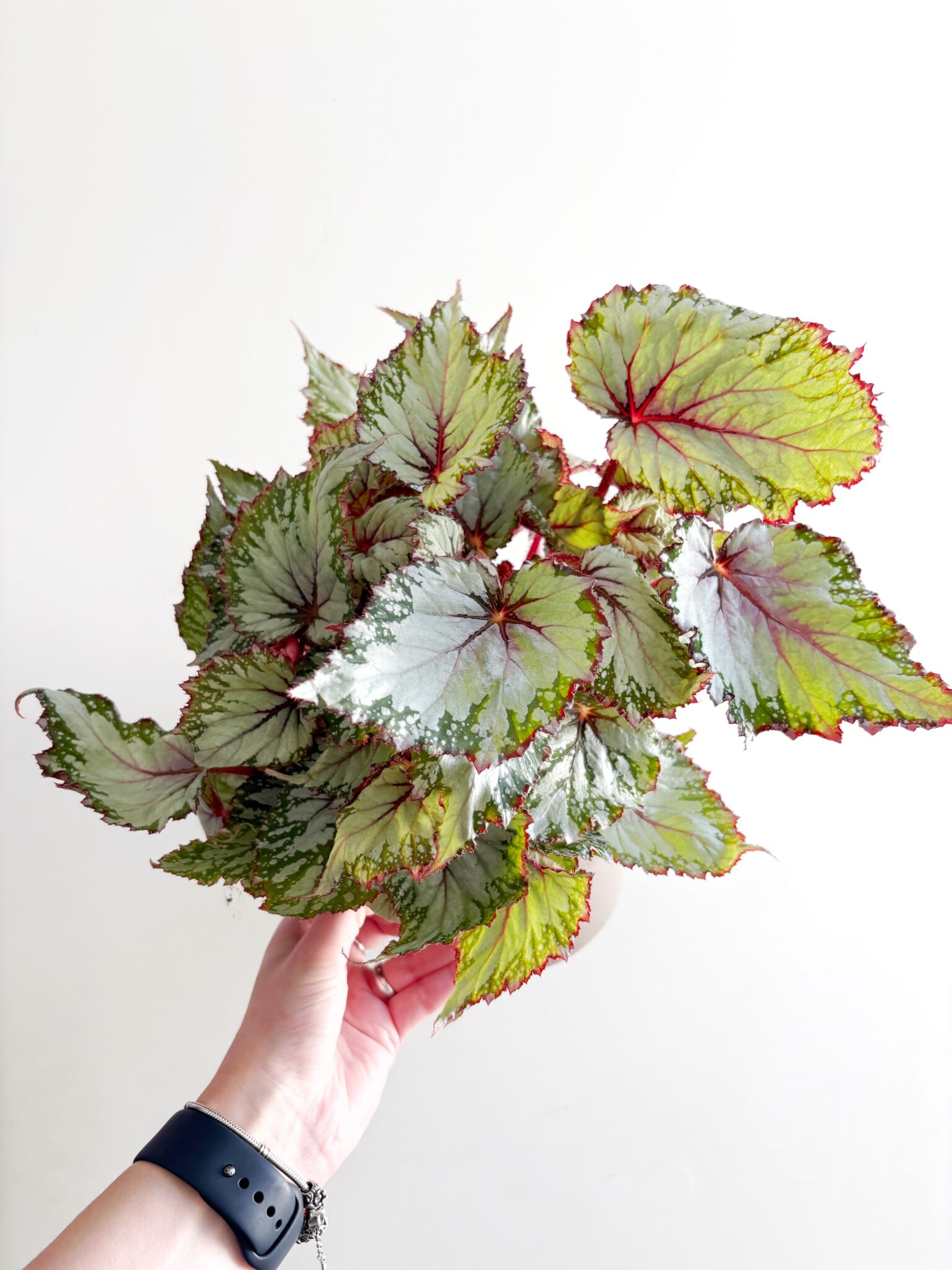 Begonia Rex 'Festive Sterling' - Kekke Stekkies